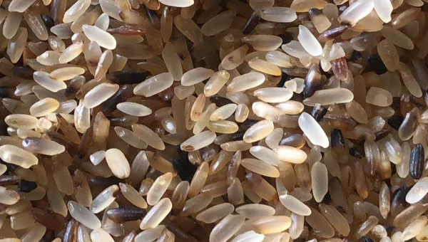 Rejection Rice: Strach 67% – 68% + for Distillery ( Top Quality ...